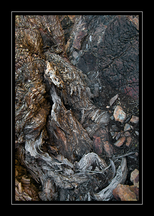 Rock-&-tree-root-detail – David A Lockwood