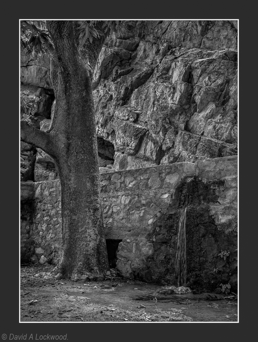 A tree with falaj. – David A Lockwood