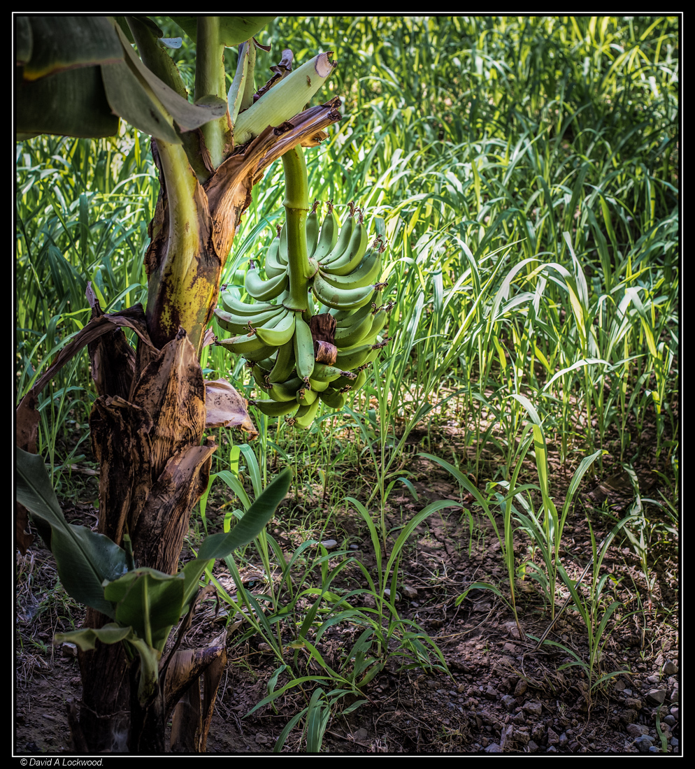 Omani banana tree. – David A Lockwood