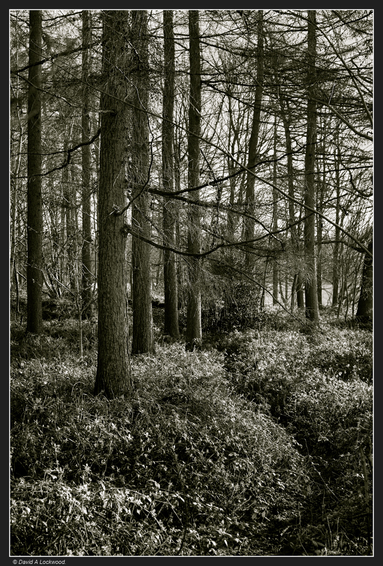 Obscured path – David A Lockwood